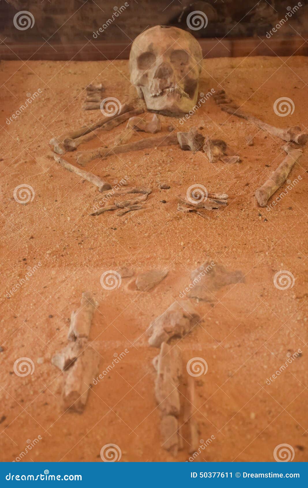 Ancient Bones stock image. Image of bone, danger, head - 50377611