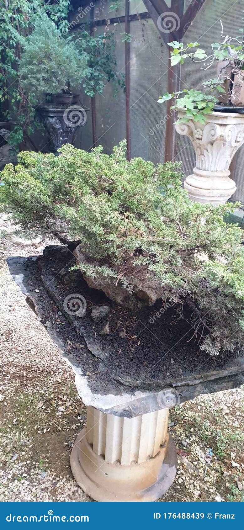 Ancient bonsai Japanese stock image. Image of ancient - 176488439