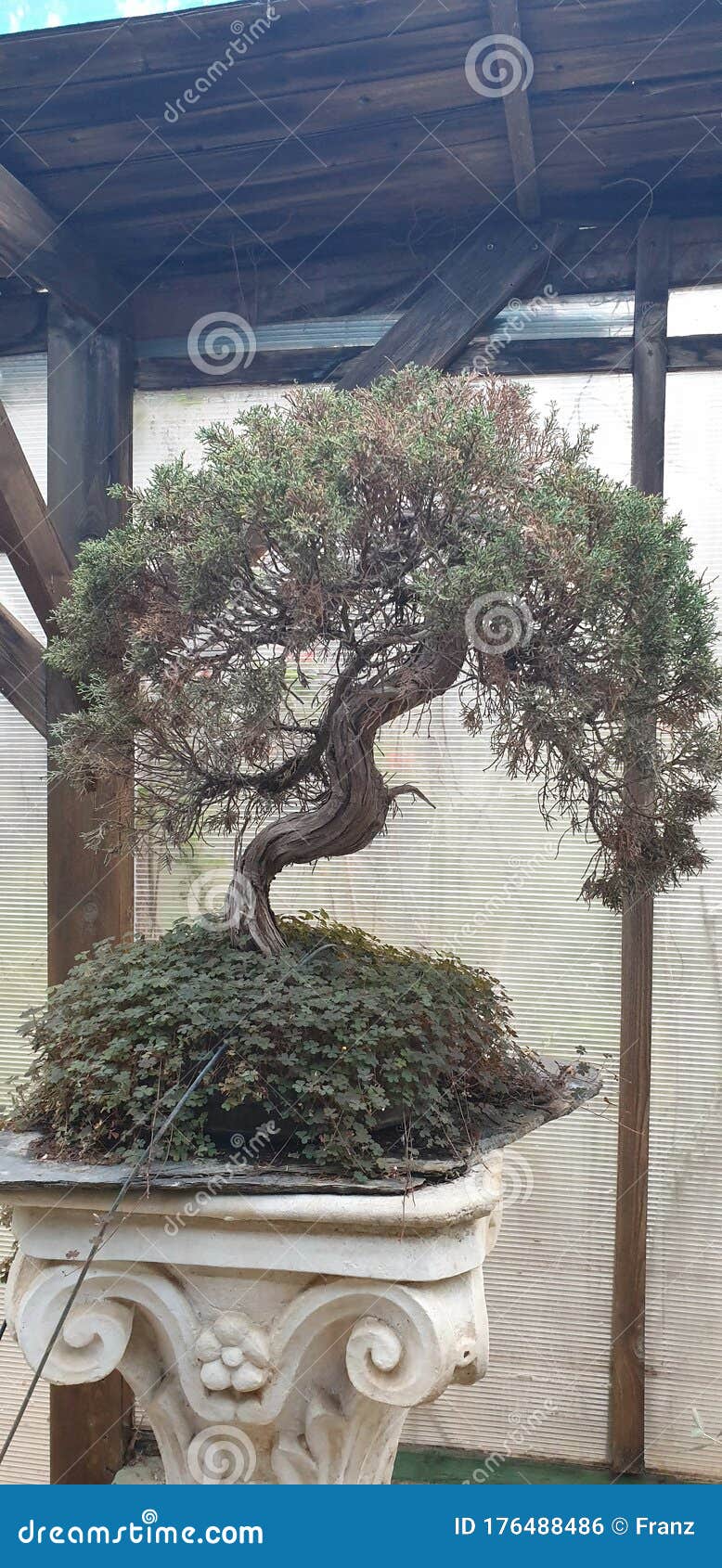 Ancient bonsai Japanese stock photo. Image of japanese - 176488486