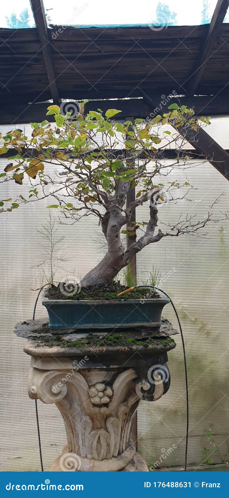 Ancient bonsai Japanese stock image. Image of japanese - 176488631