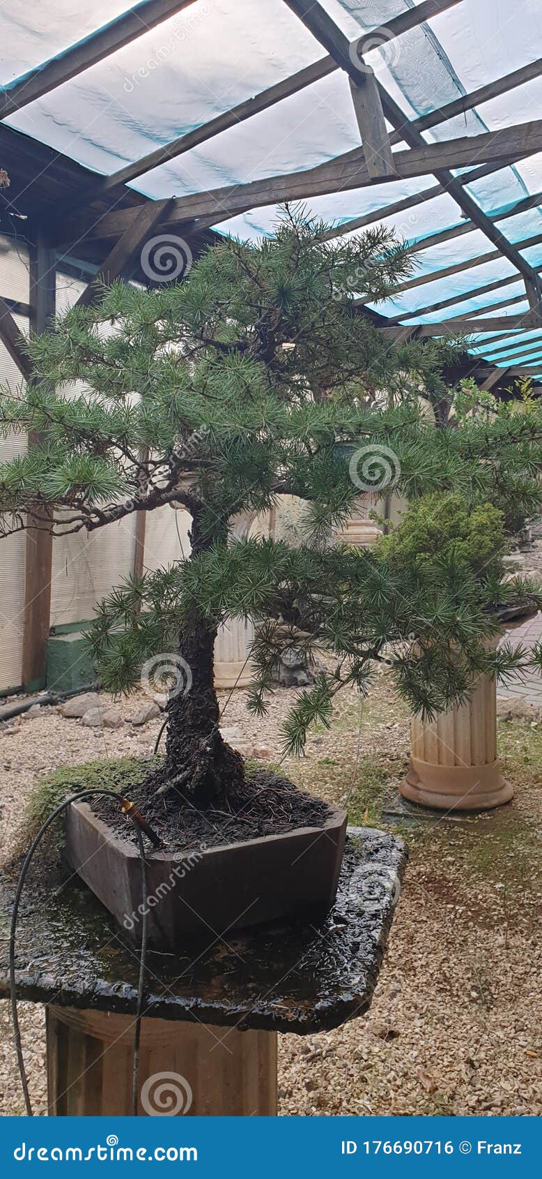 Ancient bonsai Japanese stock photo. Image of japanese - 176690716