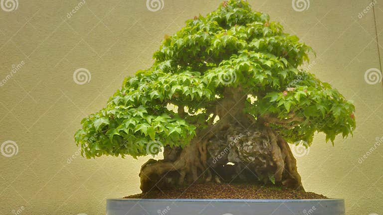 Ancient Bonsai Tree stock image. Image of tree, trees - 53968533