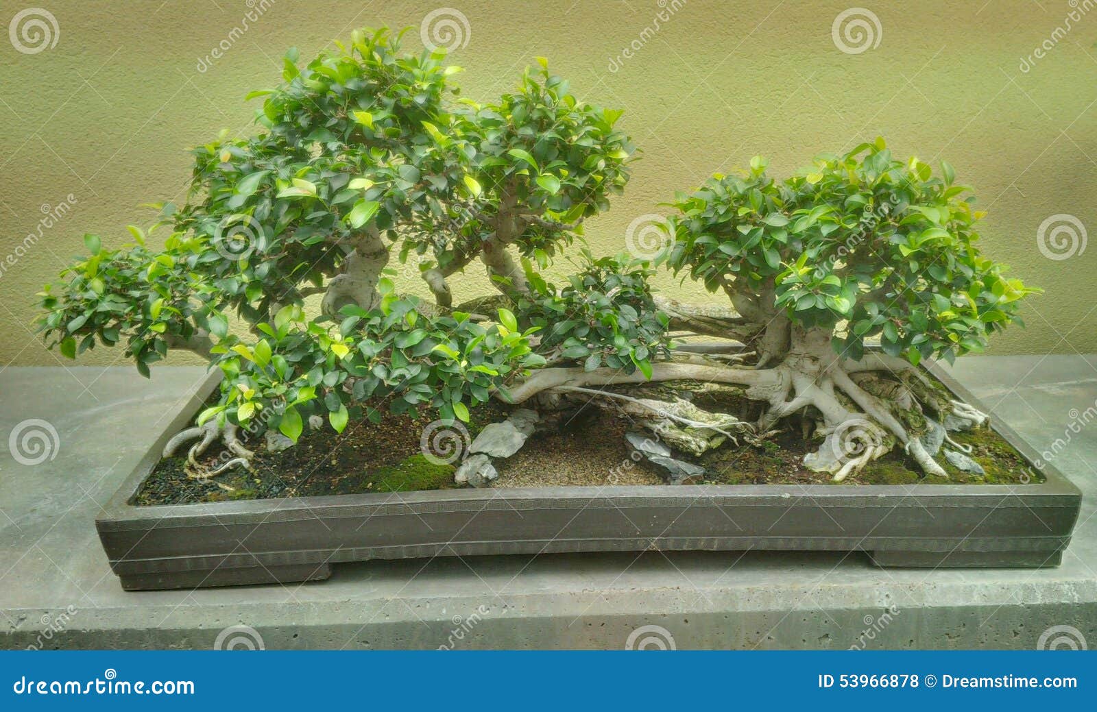Ancient Bonsai Tree stock photo. Image of plant, detailed - 53966878