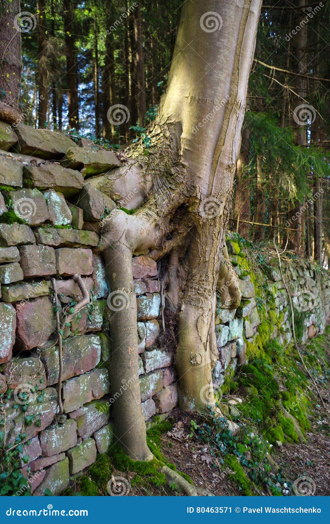Ancient Brick Wall with Growing Down Root. Tree Roots on Aged Stone ...