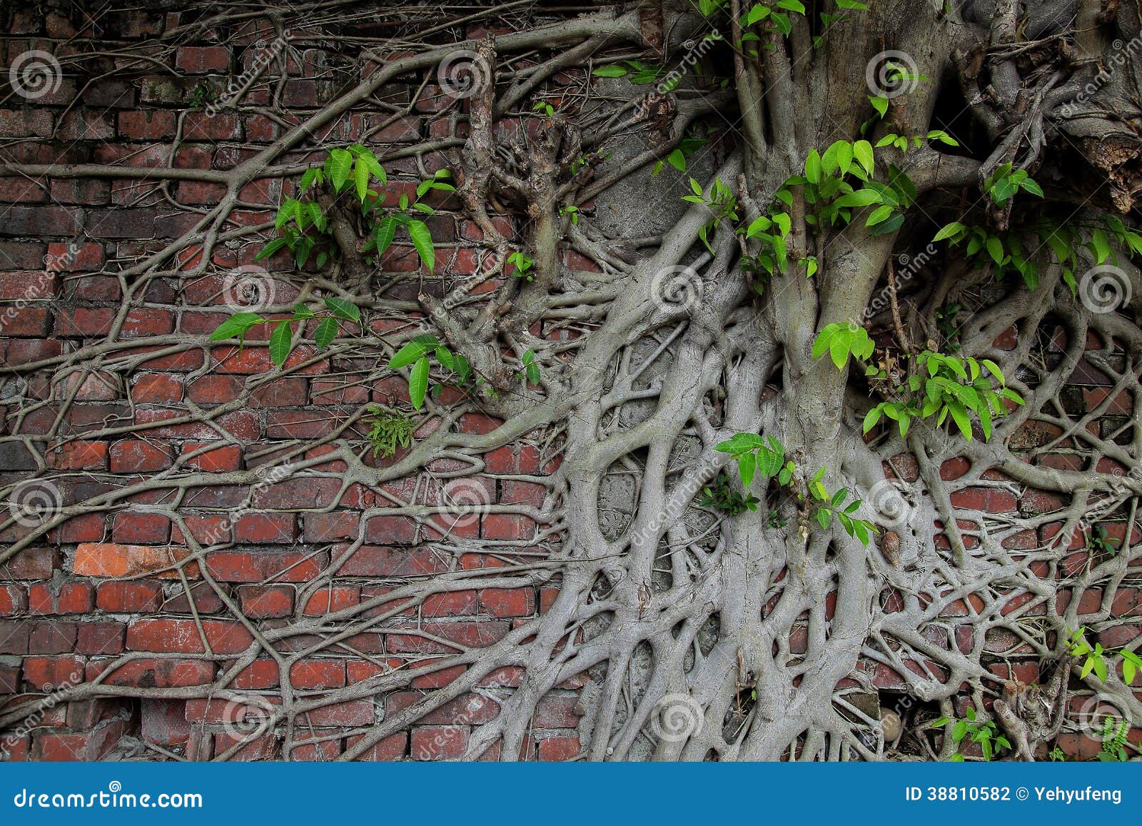 Ancient Brick Wall with Tree Root and New Life Stock Photo - Image of ...