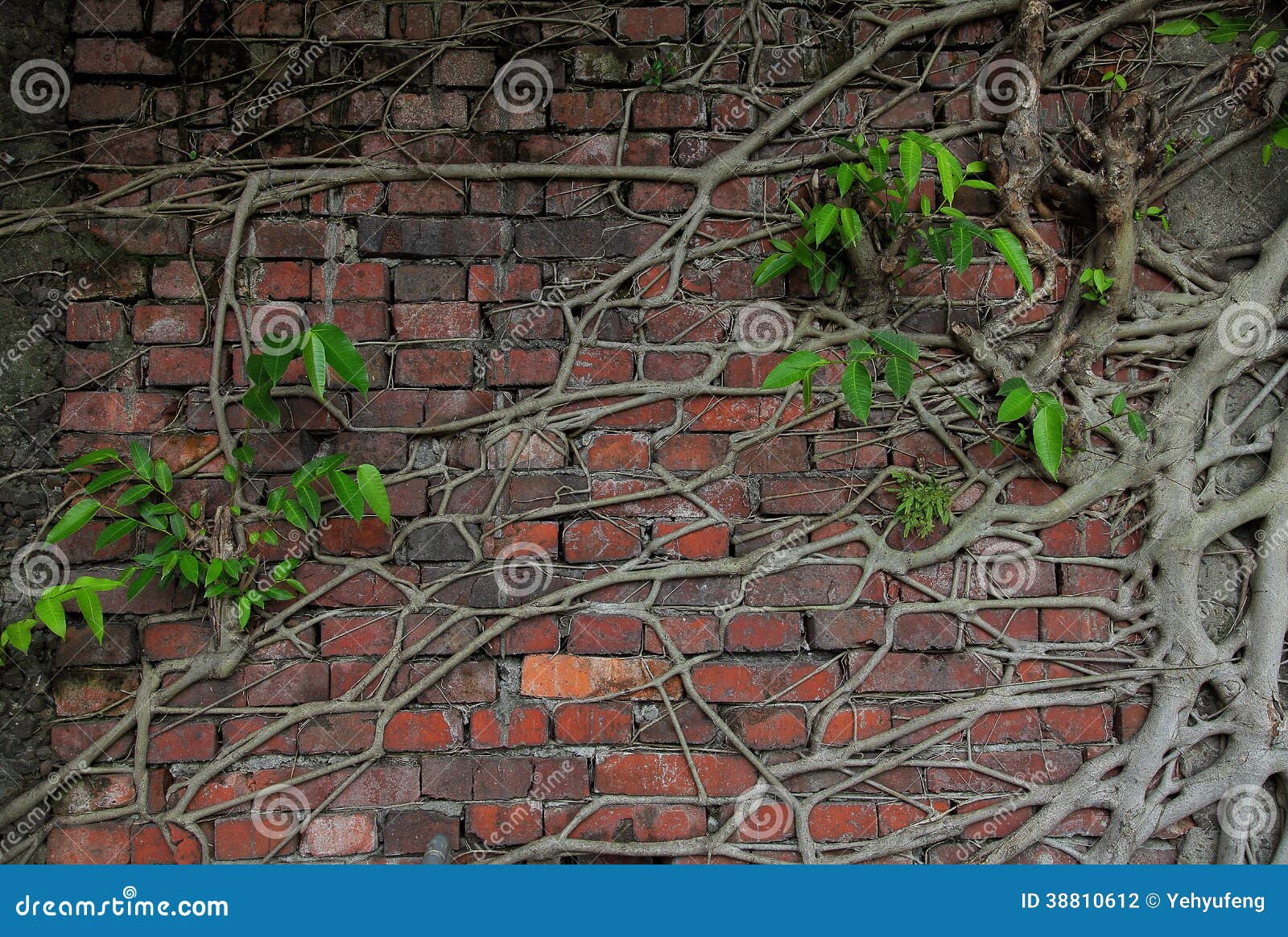 Ancient Brick Wall with Tree Root and New Life Stock Photo - Image of ...