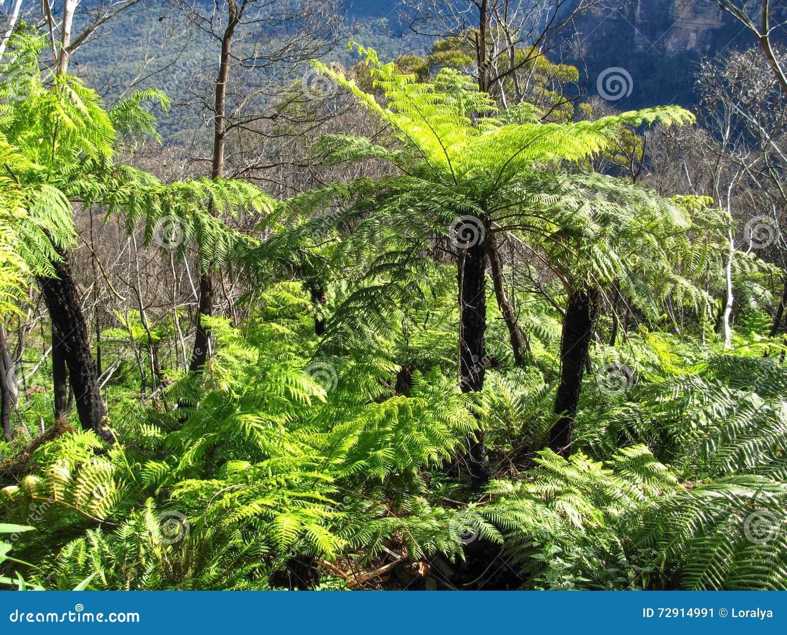 Ancient Bright Green Tree Fern Growing in Rainforest Stock Image ...