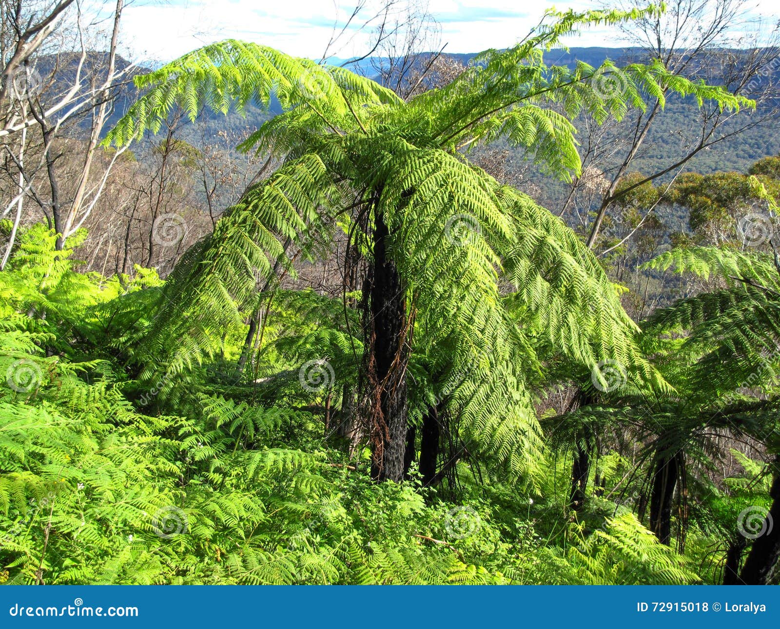 Ancient Bright Green Tree Fern Growing in Rainforest Stock Photo ...