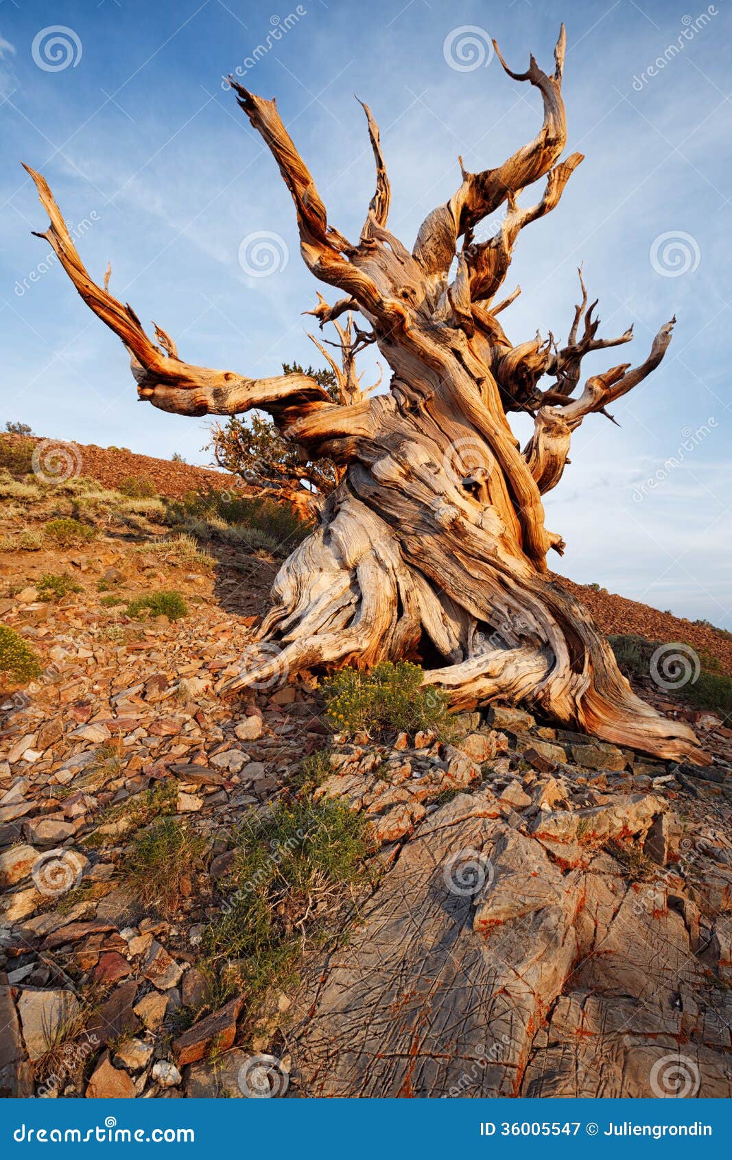 Ancient Bristlecone Pine Tree Stock Image | CartoonDealer.com #38959705