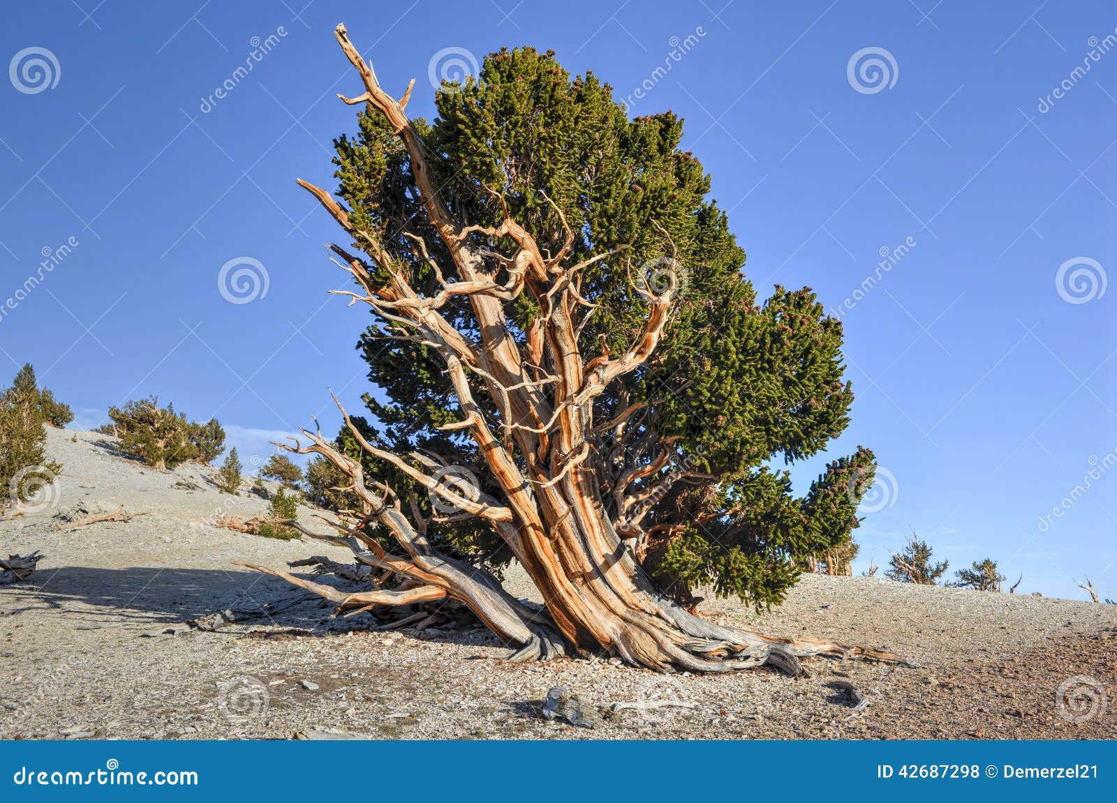 Bristlecone Pine The Oldest Tree In The World In Sunny Day Royalty-Free ...