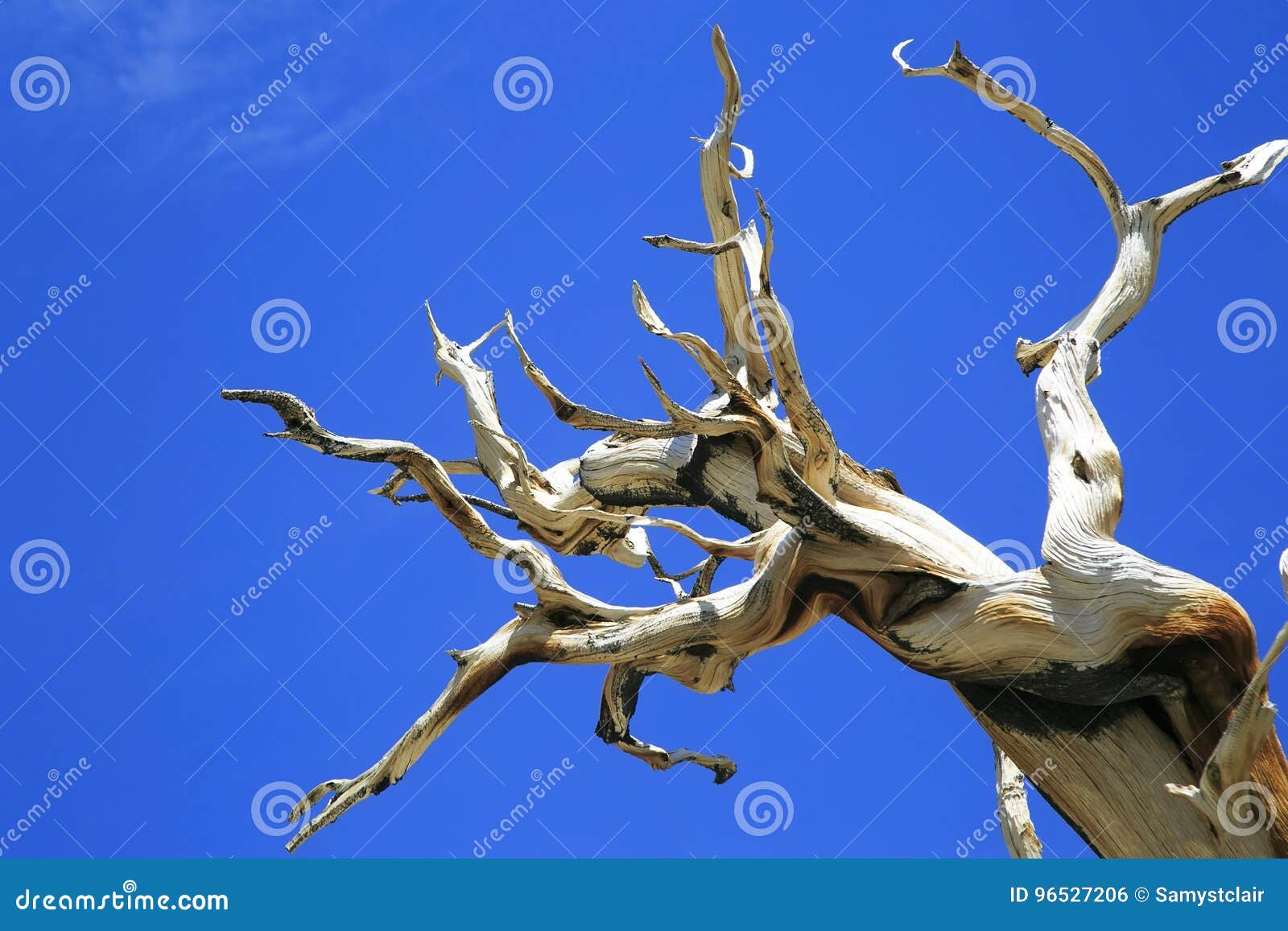 Ancient Bristlecone Pine Tree, California Stock Photo - Image of ...