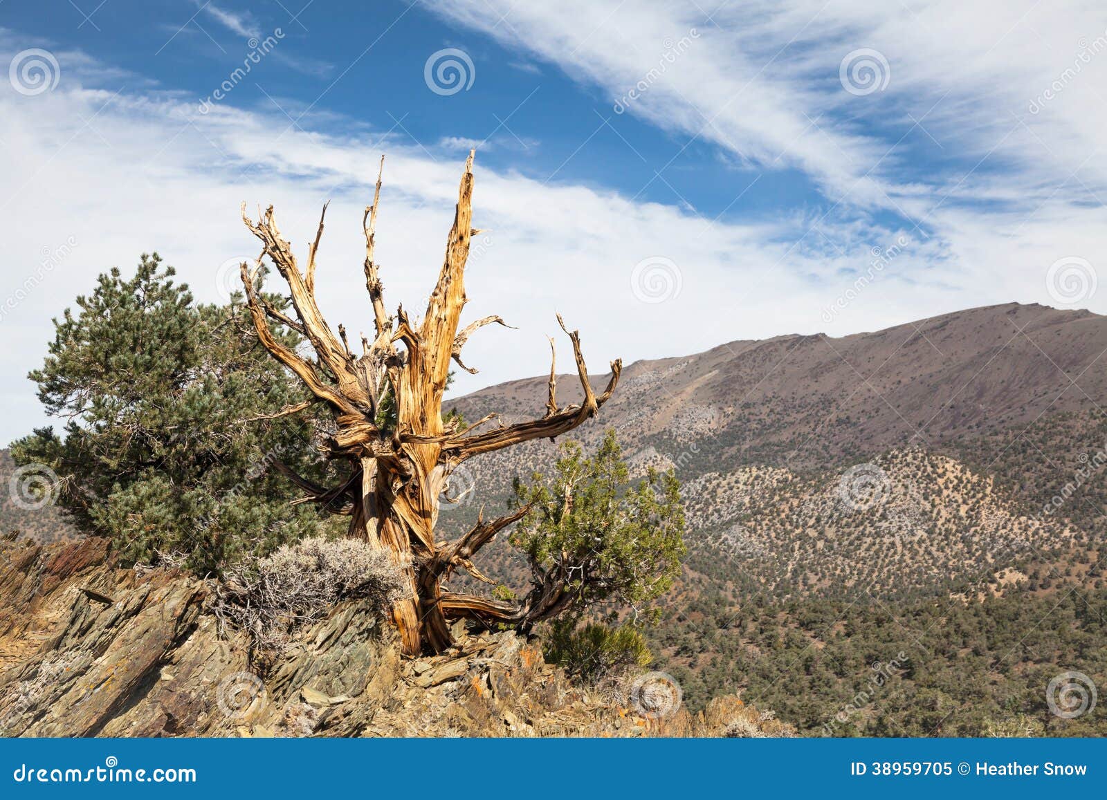 Ancient Bristlecone Pine Tree Stock Image - Image of forest, color ...