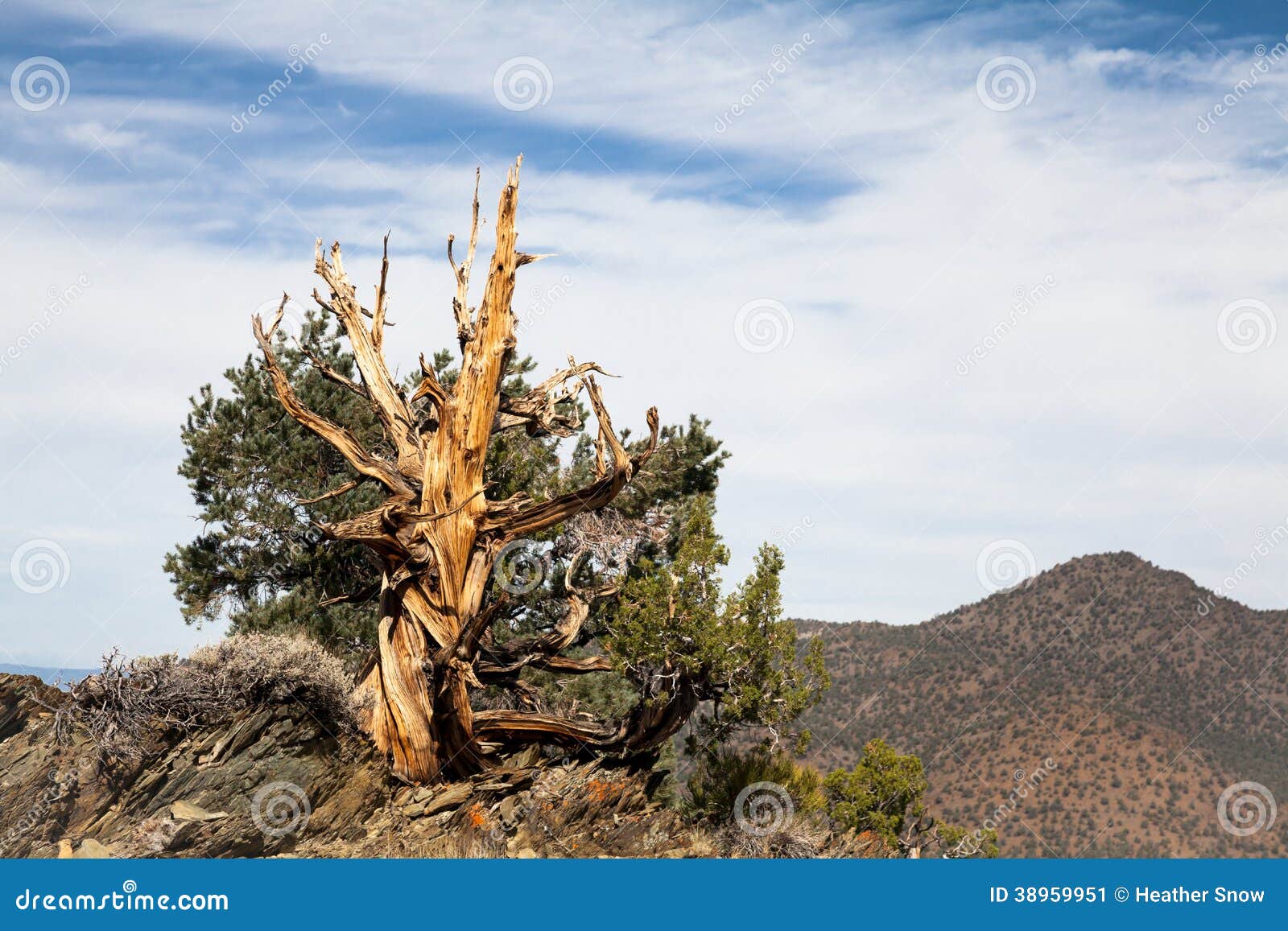 Ancient Bristlecone Pine Tree Stock Image - Image of national ...