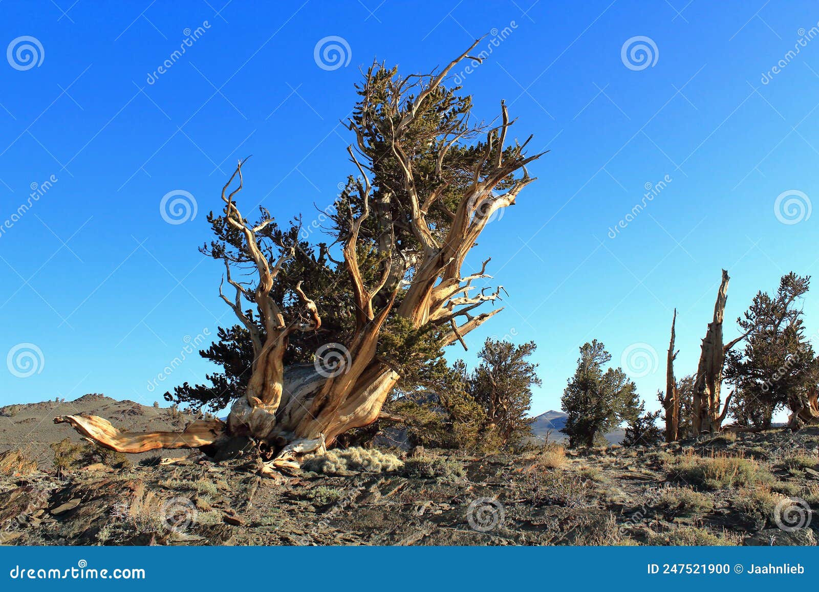 Ancient Bristlecone Pines, Pinus Longaeva, in the White Mountains of ... Ancient Bristlecone Pines, Pinus Longaeva, in the White Mountains of ...