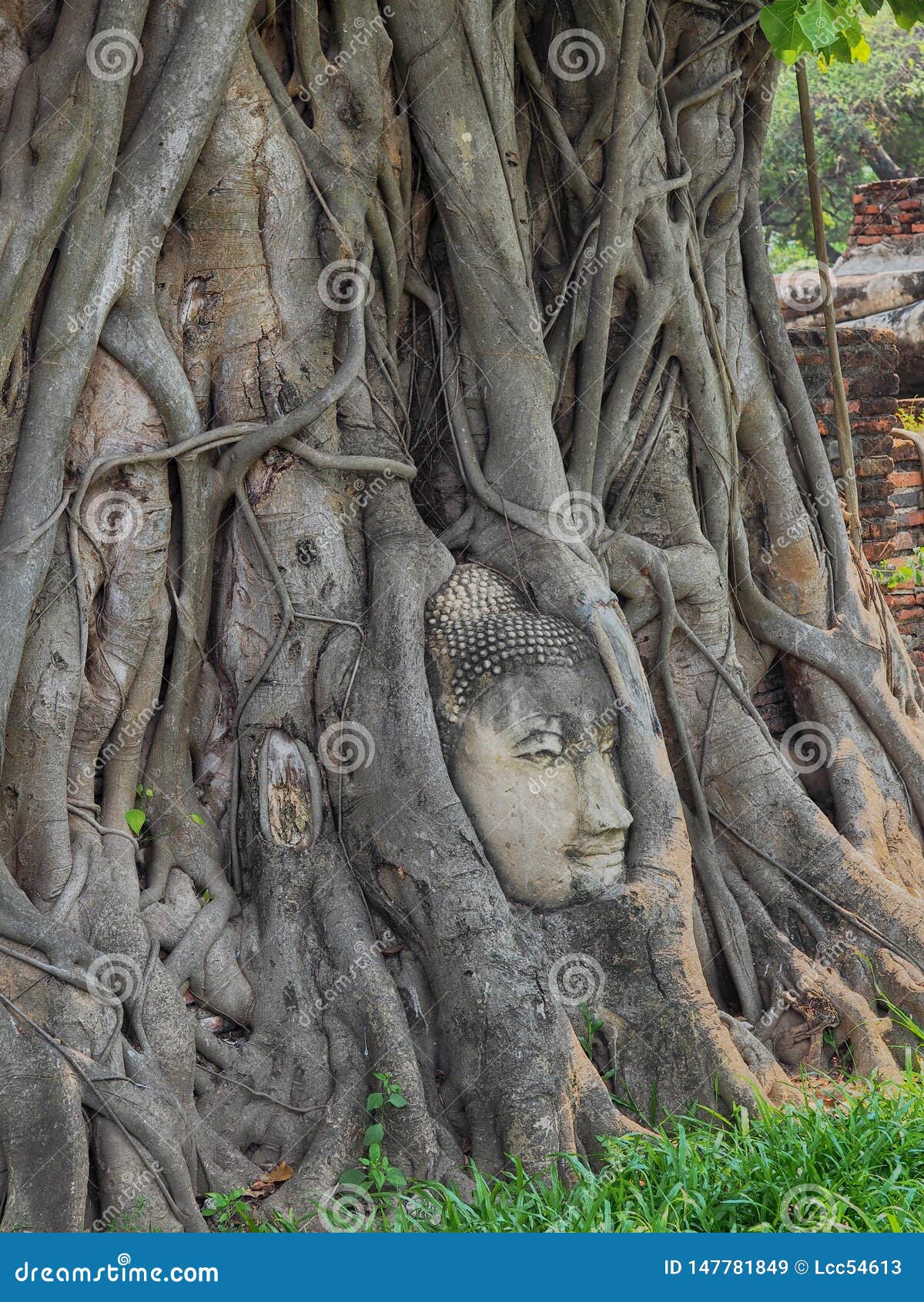 Ancient Buddha Head in Tree Roots Stock Image - Image of statue, head ...