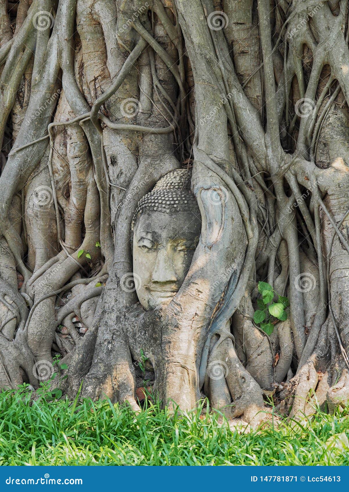 Ancient Buddha Head in Tree Roots Stock Image - Image of buddha ...