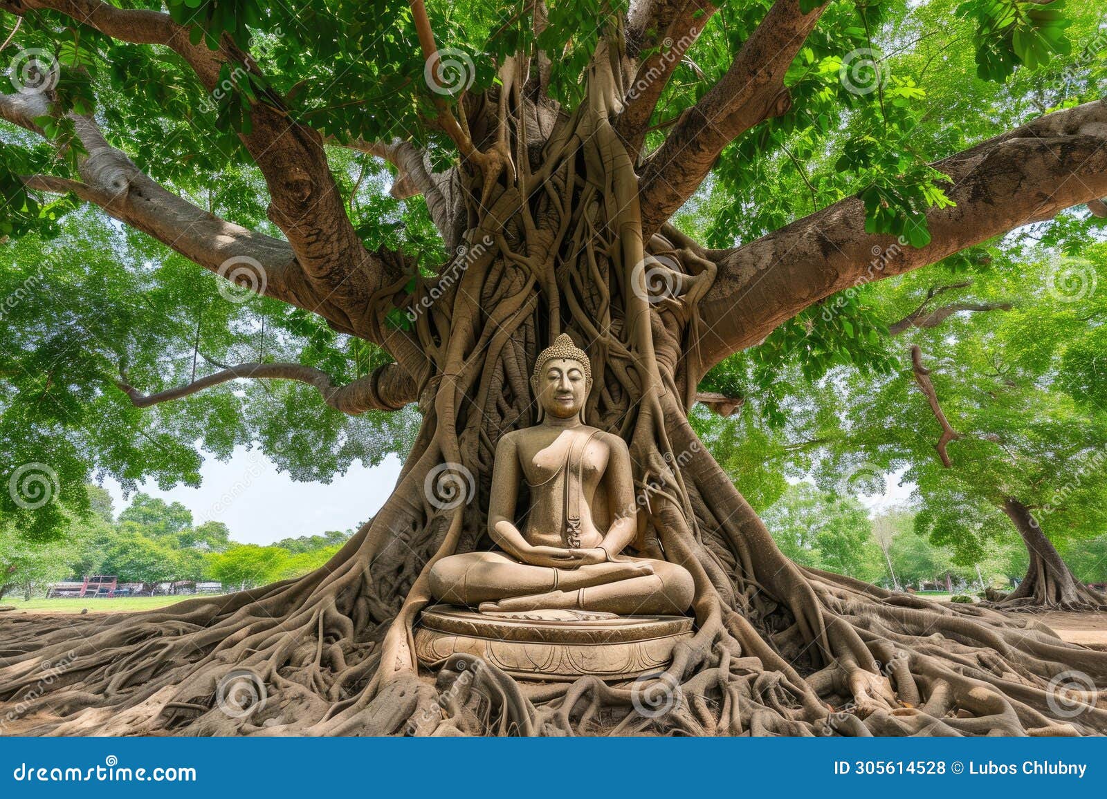 Ancient Buddha Statue Under Big Tree Stock Illustration - Illustration ...