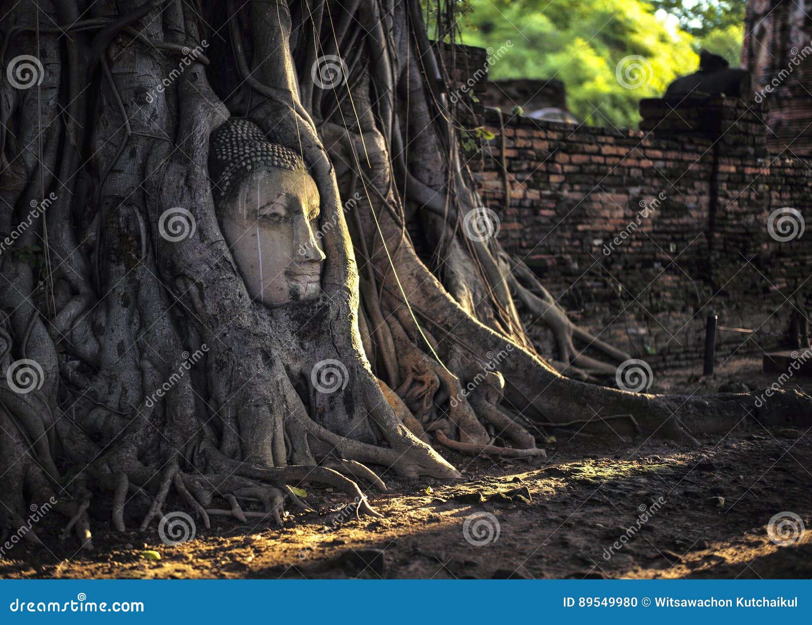 Ancient Buddha in Tree Roots Stock Photo - Image of traditional, nature ...