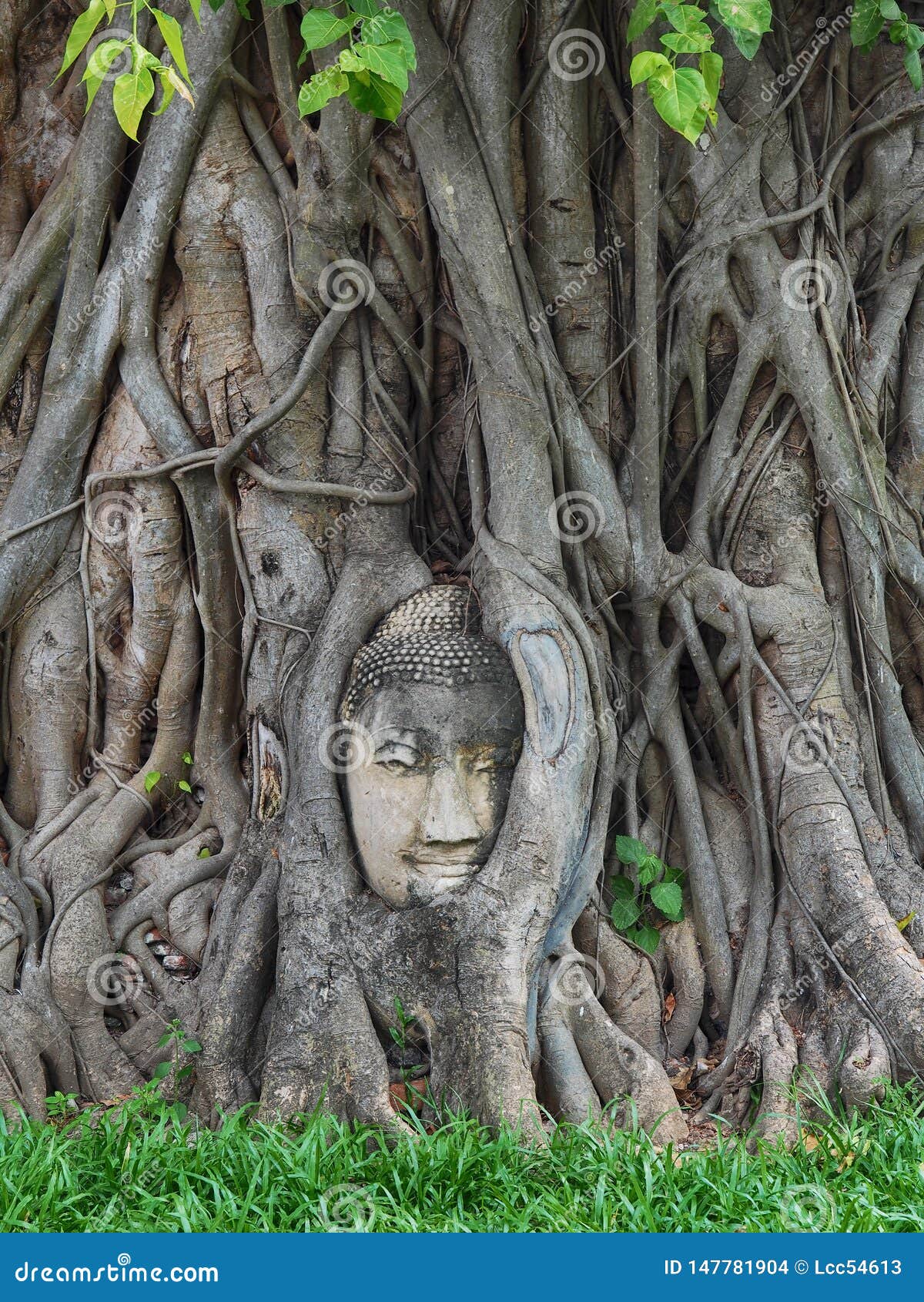 Ancient Buddha Head in Tree Roots Stock Photo - Image of statue ...