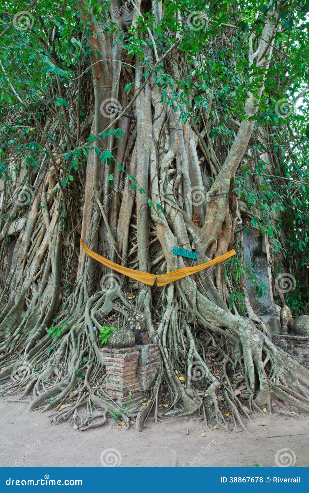 Ancient Buddhist Church Surrounded by Tree Roots Stock Photo - Image of ...