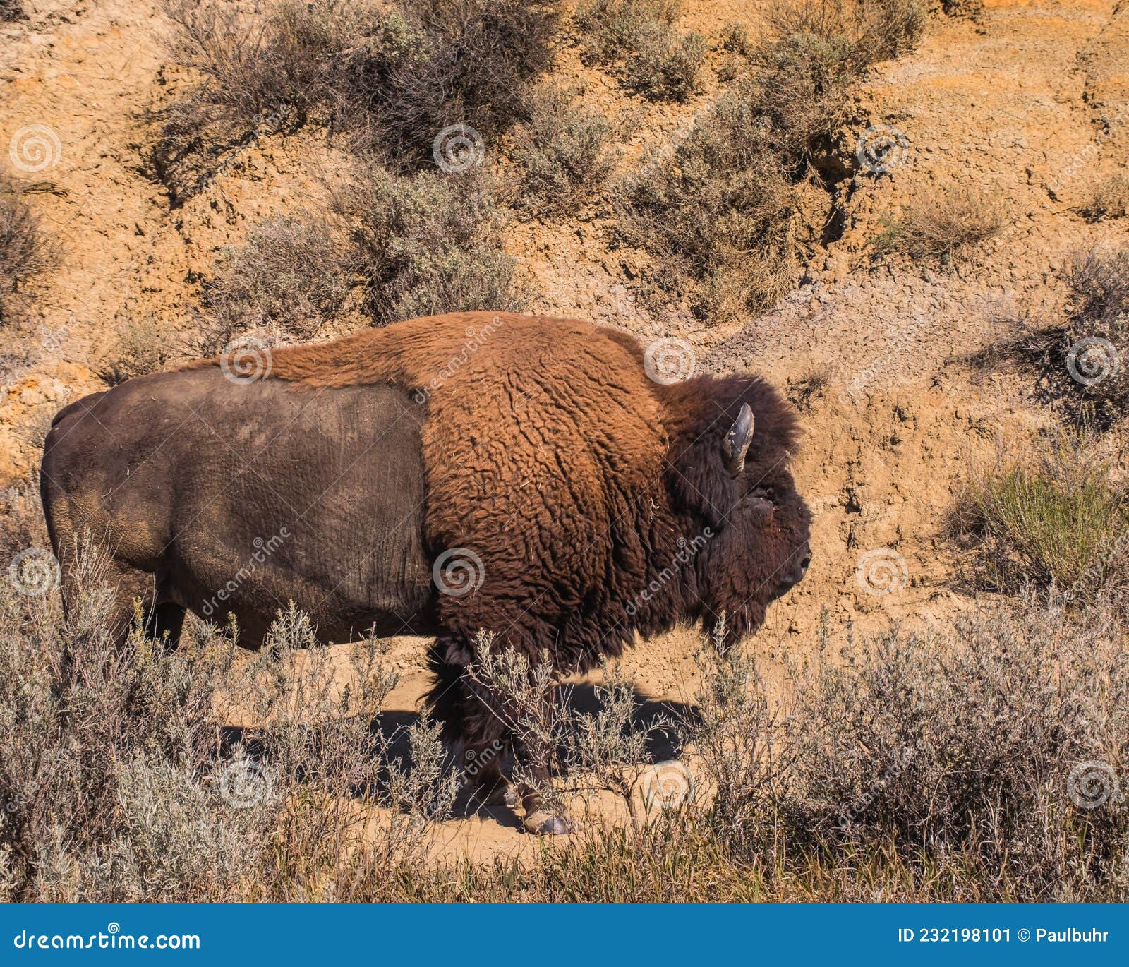Old Broken Bull Skull, Rotten Brown Leaves Background Stock Photography ...