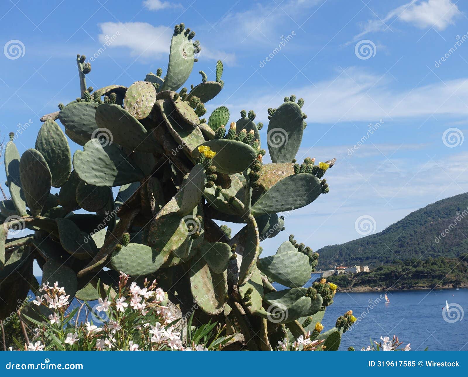 Ancient Cactus Tree with Blossoms by a Water Surface Stock Image ...