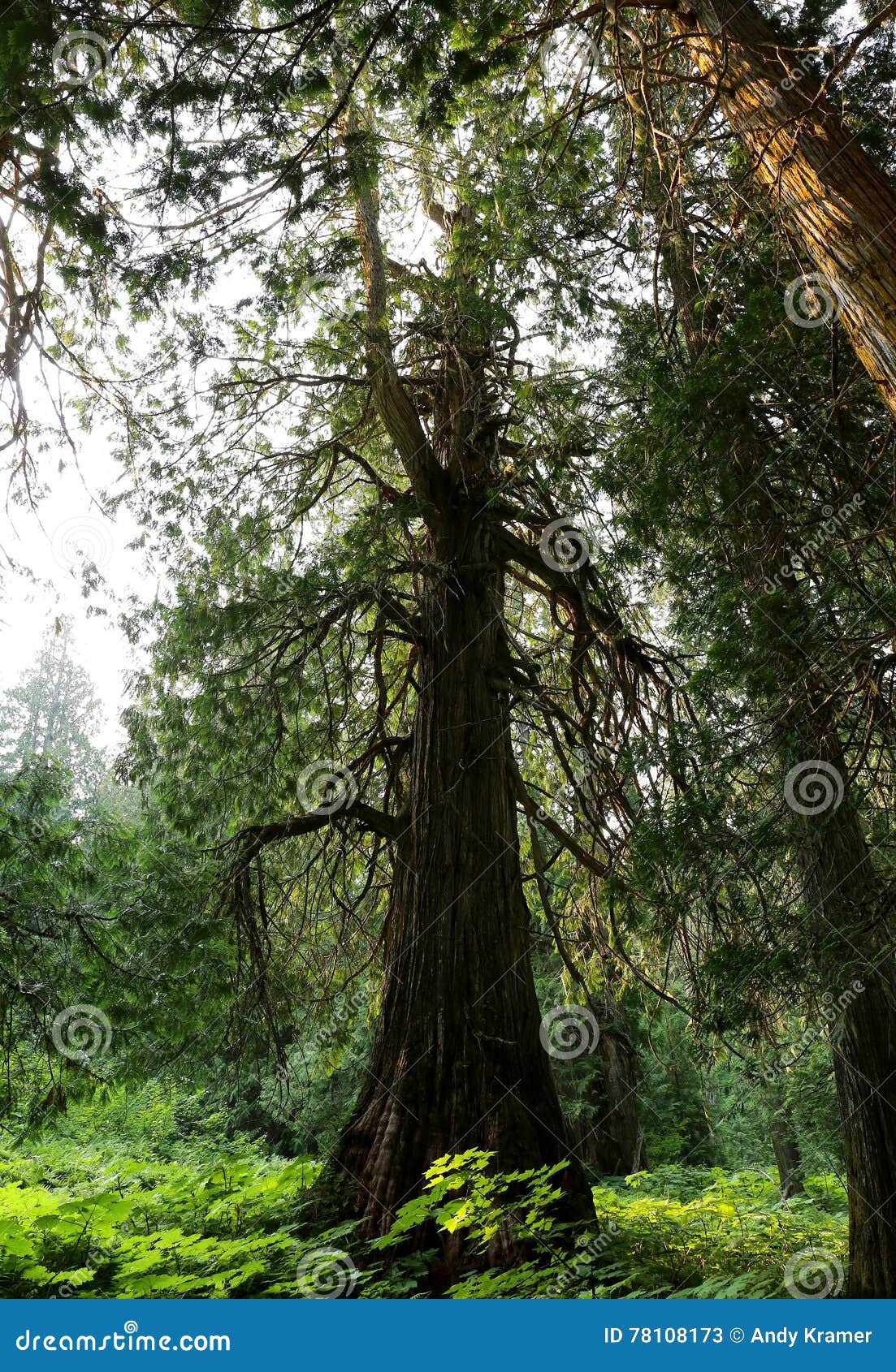 Ancient Cedar Forest In Northern Michigan Stock Image | CartoonDealer ...