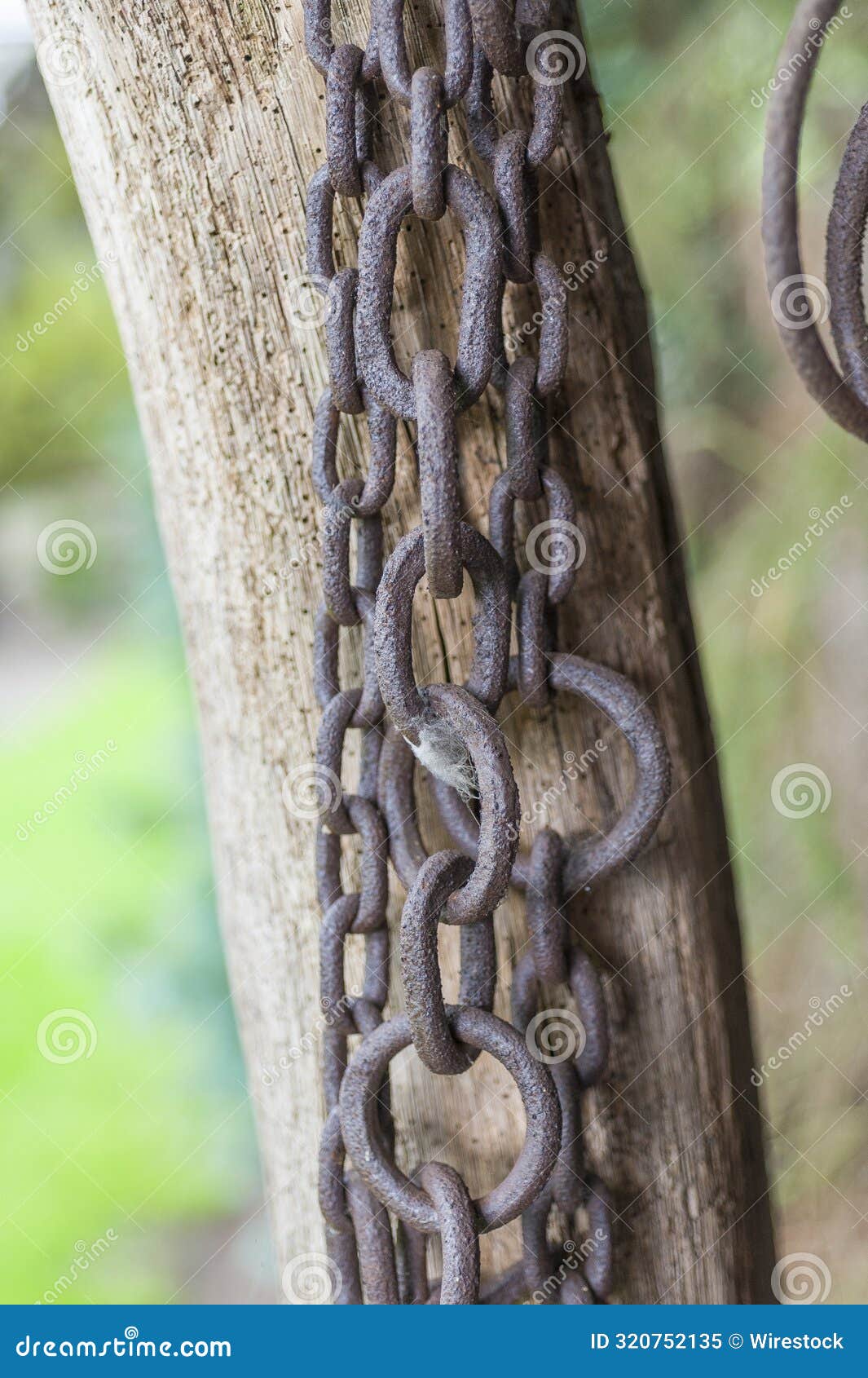 Ancient Chain Links Dangle from the Weathered Bark of a Tree Stock ...