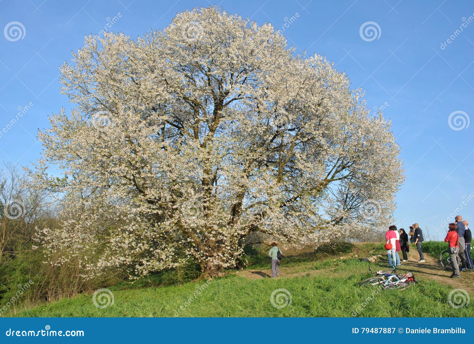 Ancient Cherry Tree editorial photography. Image of flower - 79487887