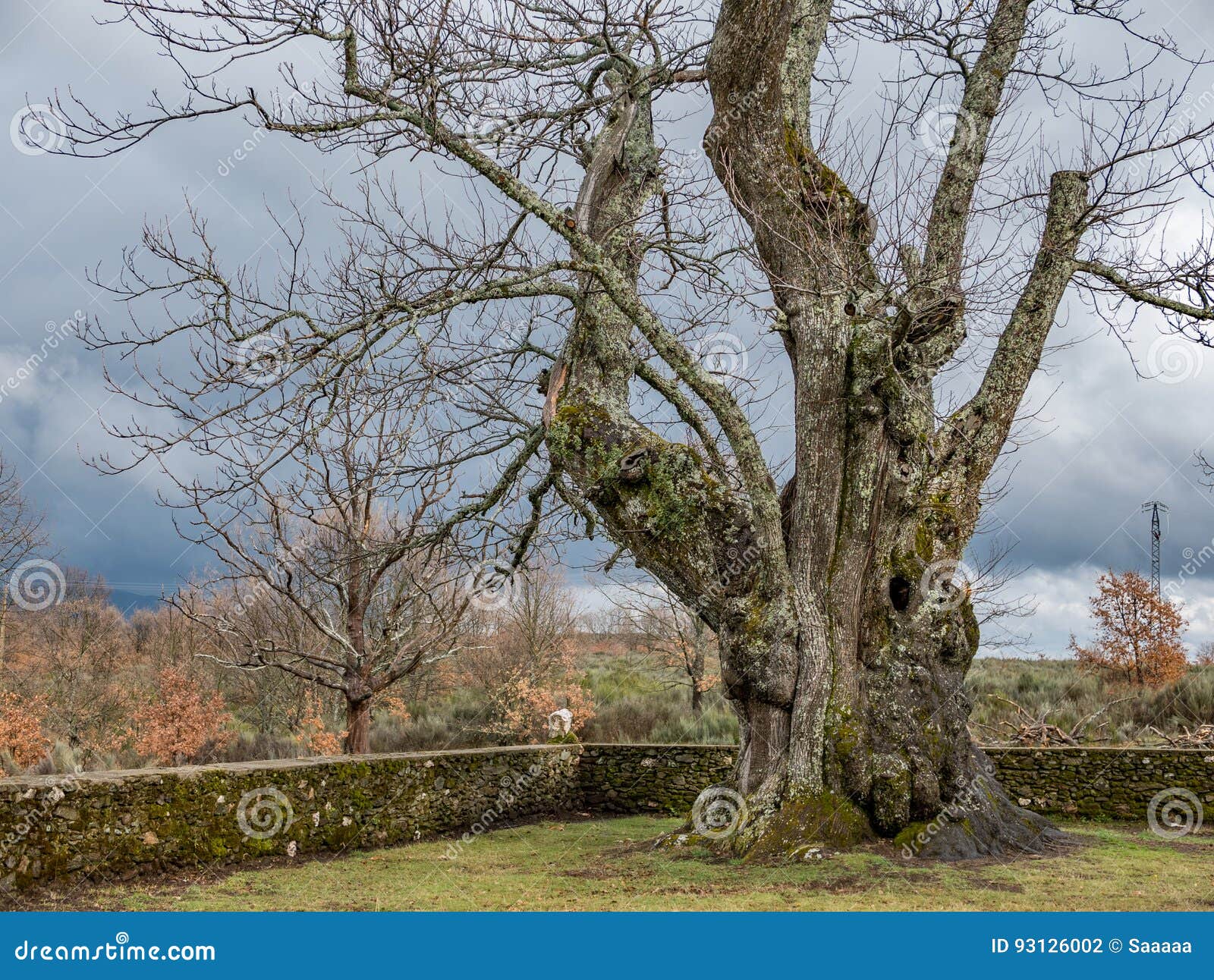 Ancient chestnut tree stock photo. Image of winter, trunk - 93126002
