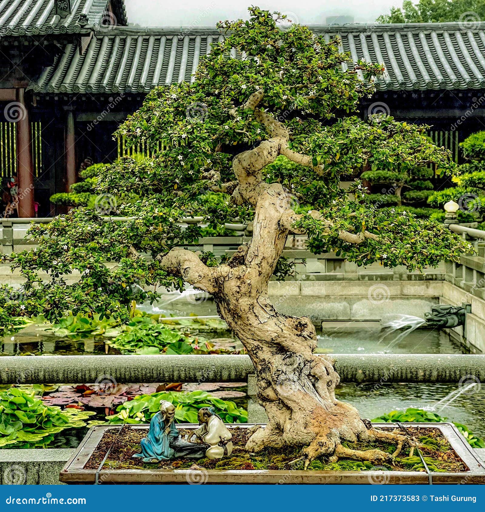 Ancient Chinese Wisdom Tree Stock Image - Image of ancient, tree: 217373583