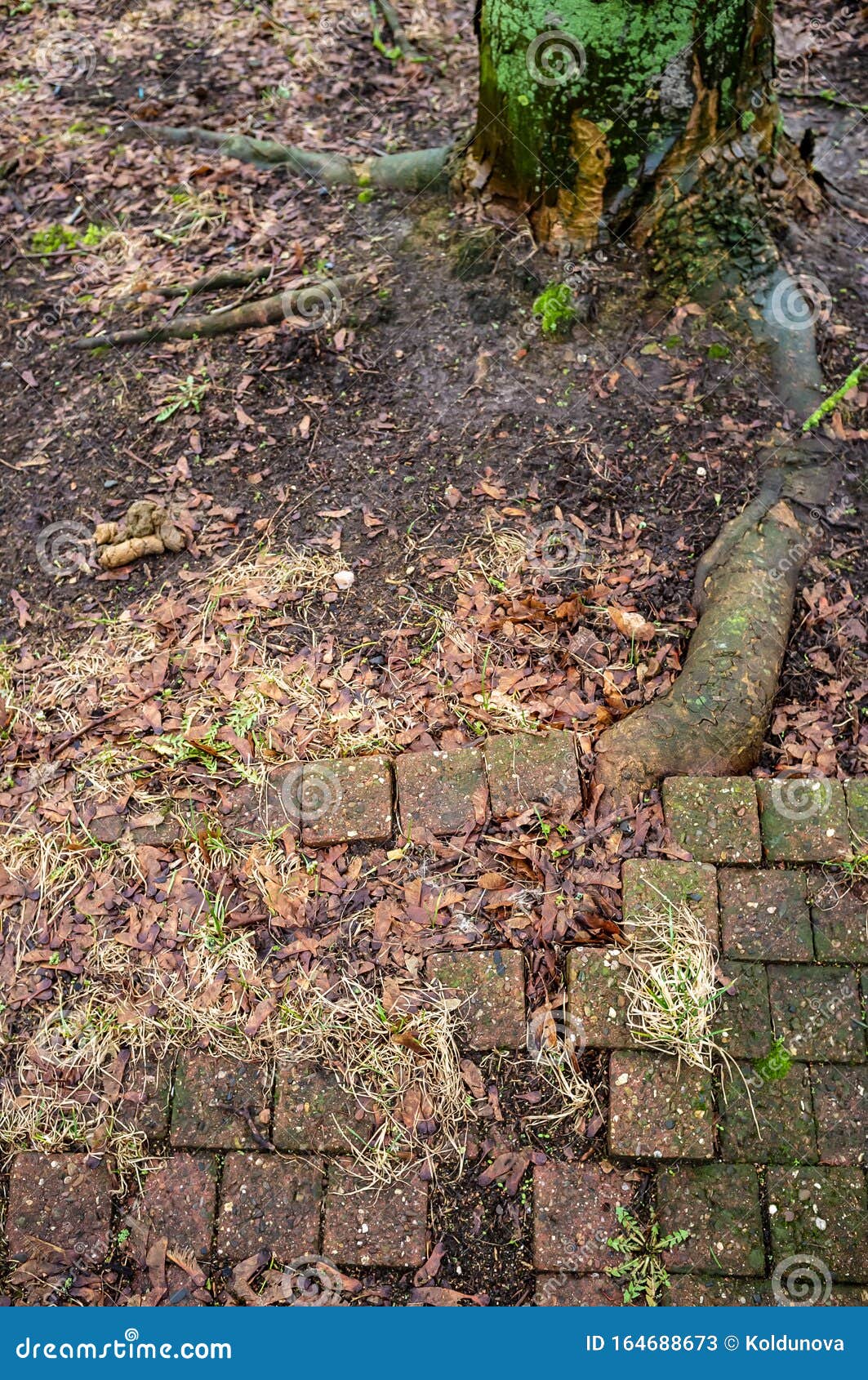 Ancient Cobblestone Pavement is Broken by the Powerful Root of a Tree ...