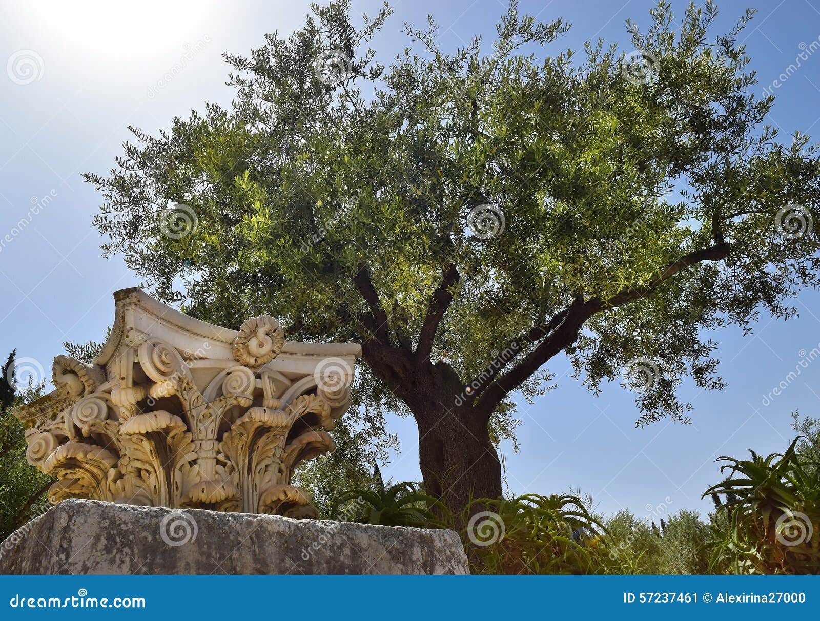 Ancient Corinthian Columns and Very Old Olive Tree, Jerusalem, Israel ...