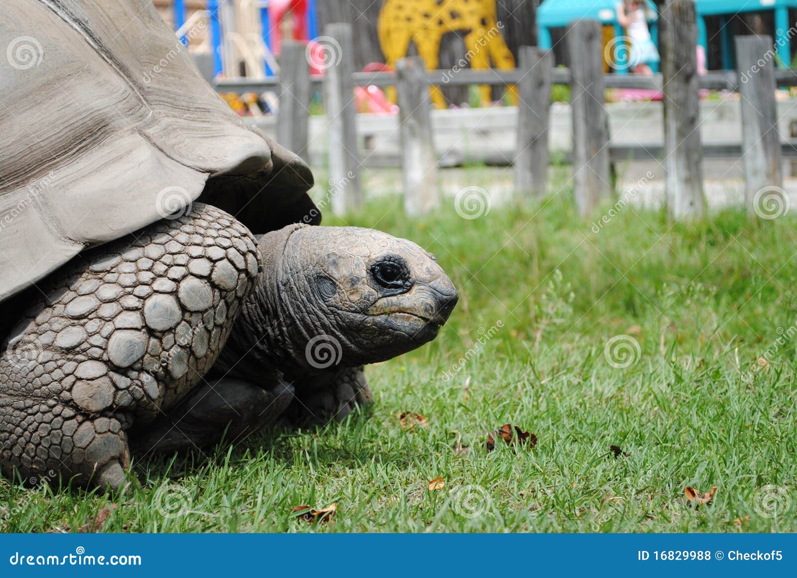 Ancient Creature of the Deep Stock Photo - Image of long, shell: 16829988