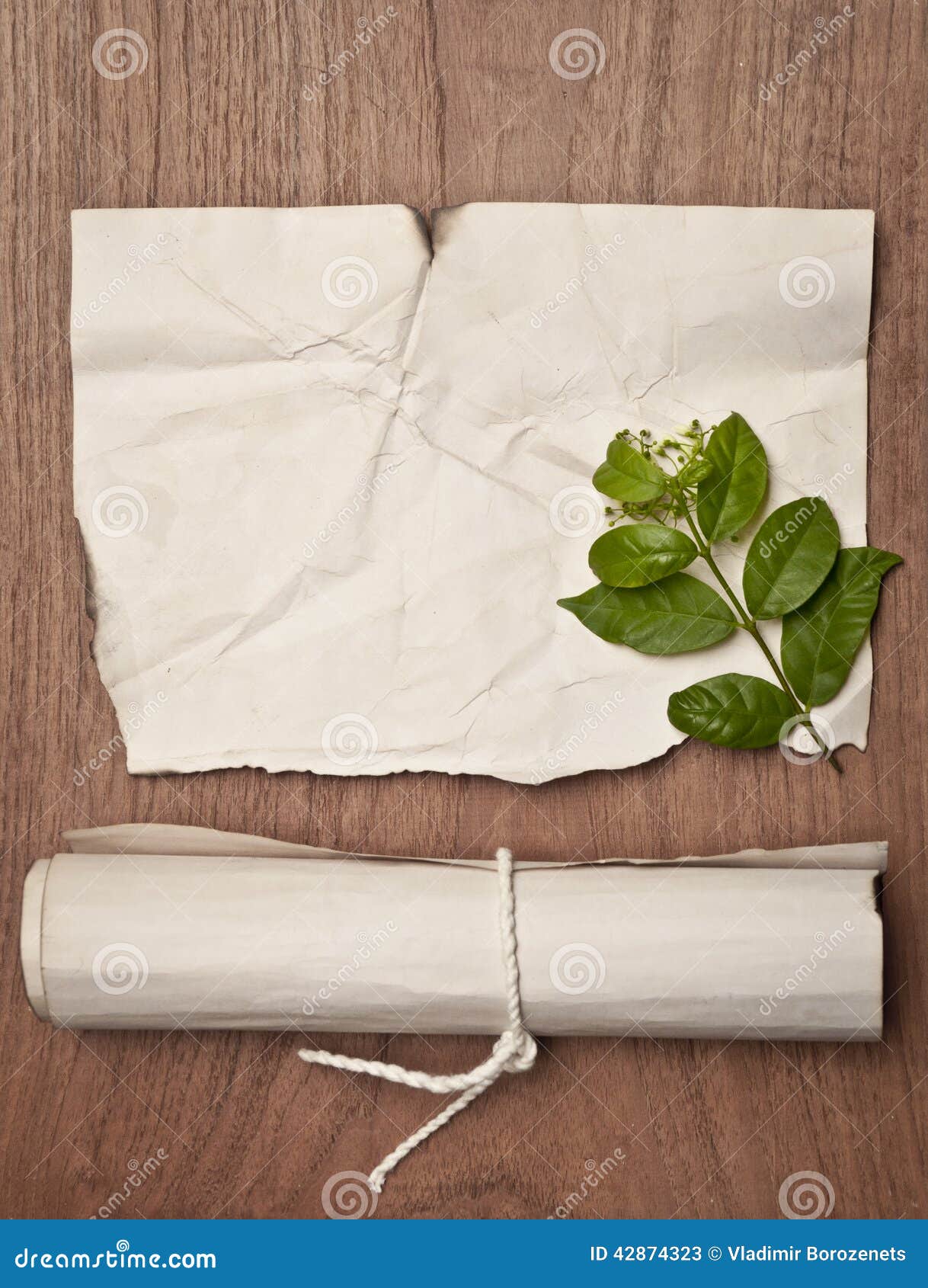 Ancient Crumpled Paper Scroll On Wood Table With Green Leaf For ...