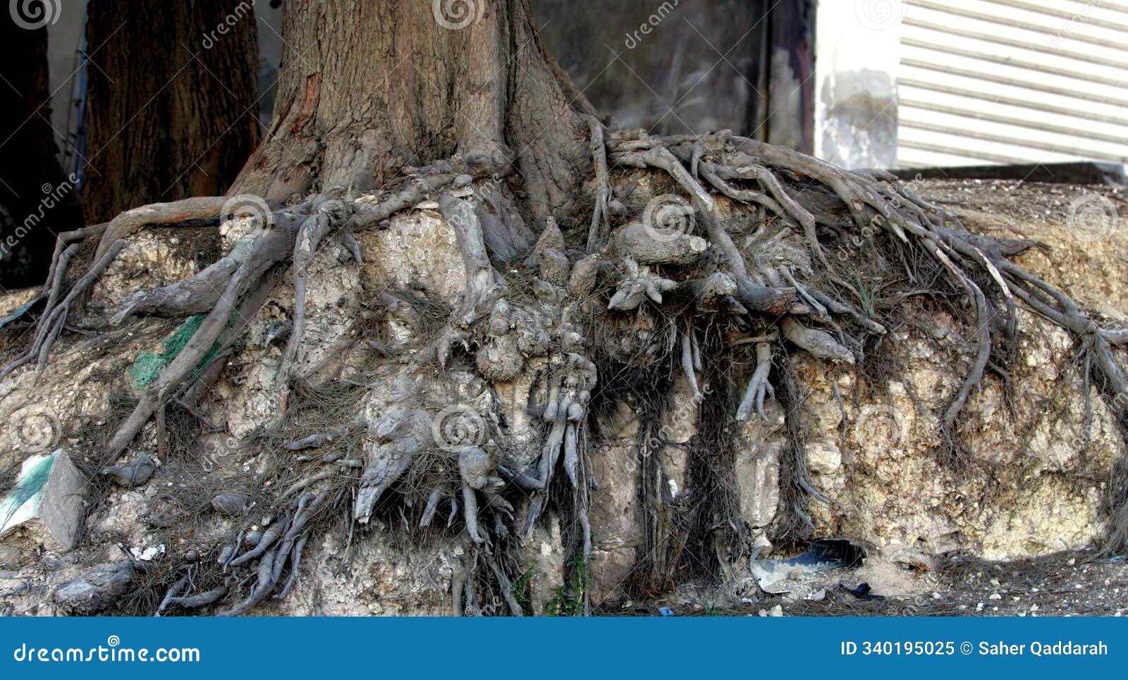 Ancient cypress tree stock image. Image of sculpture - 340195025
