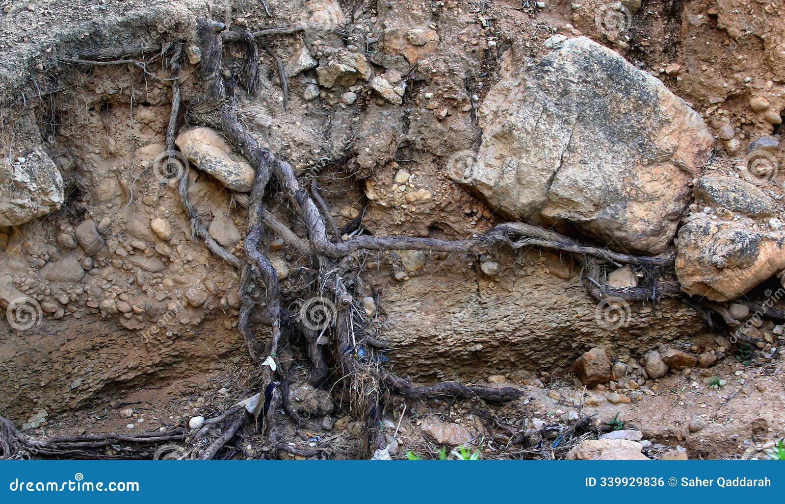 Ancient cypress tree roots stock photo. Image of nature - 339929836