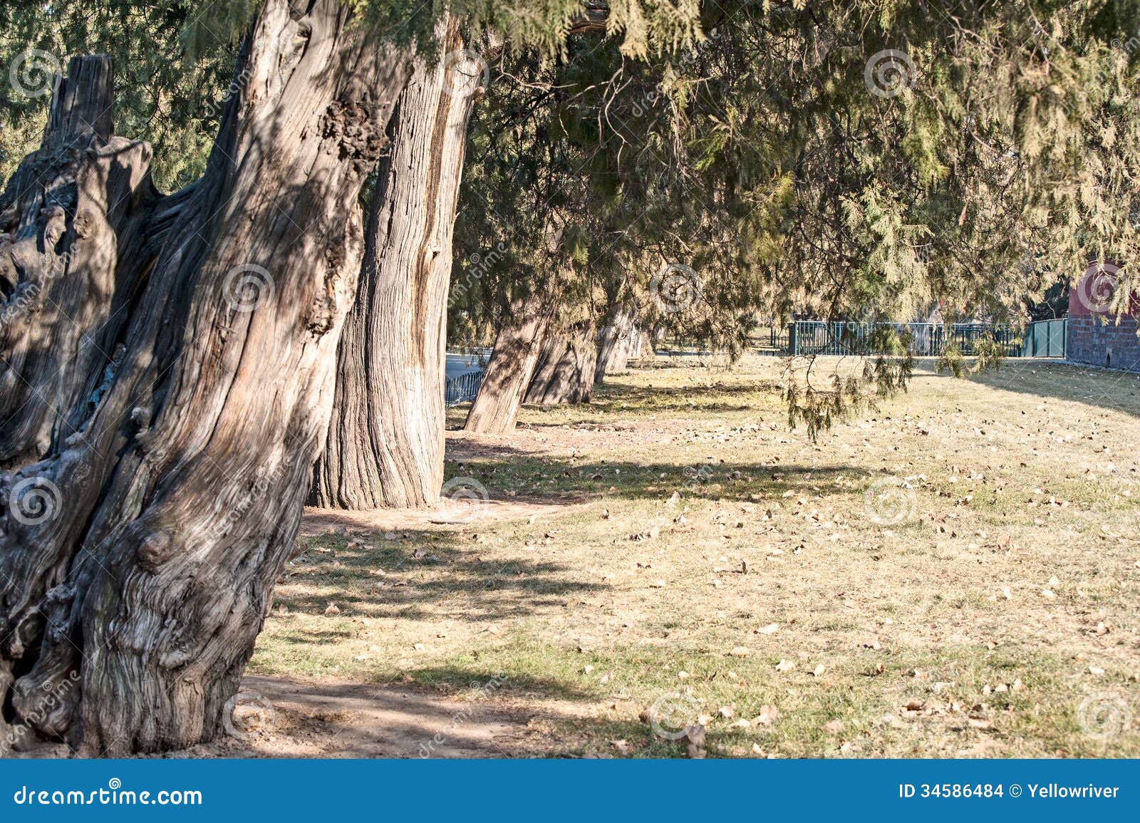 Ancient cypress tree stock photo. Image of grass, park - 34586484