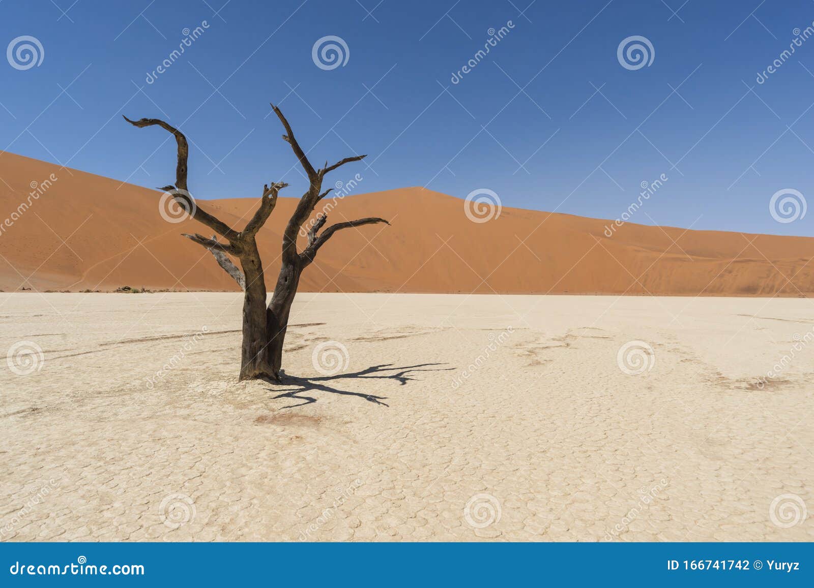 Ancient dead tree stock photo. Image of blue, dead, valley - 166741742