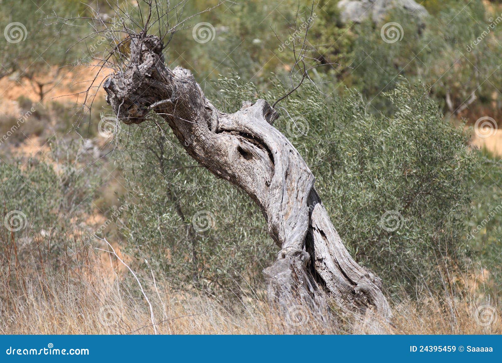 Ancient death olive tree stock image. Image of single - 24395459