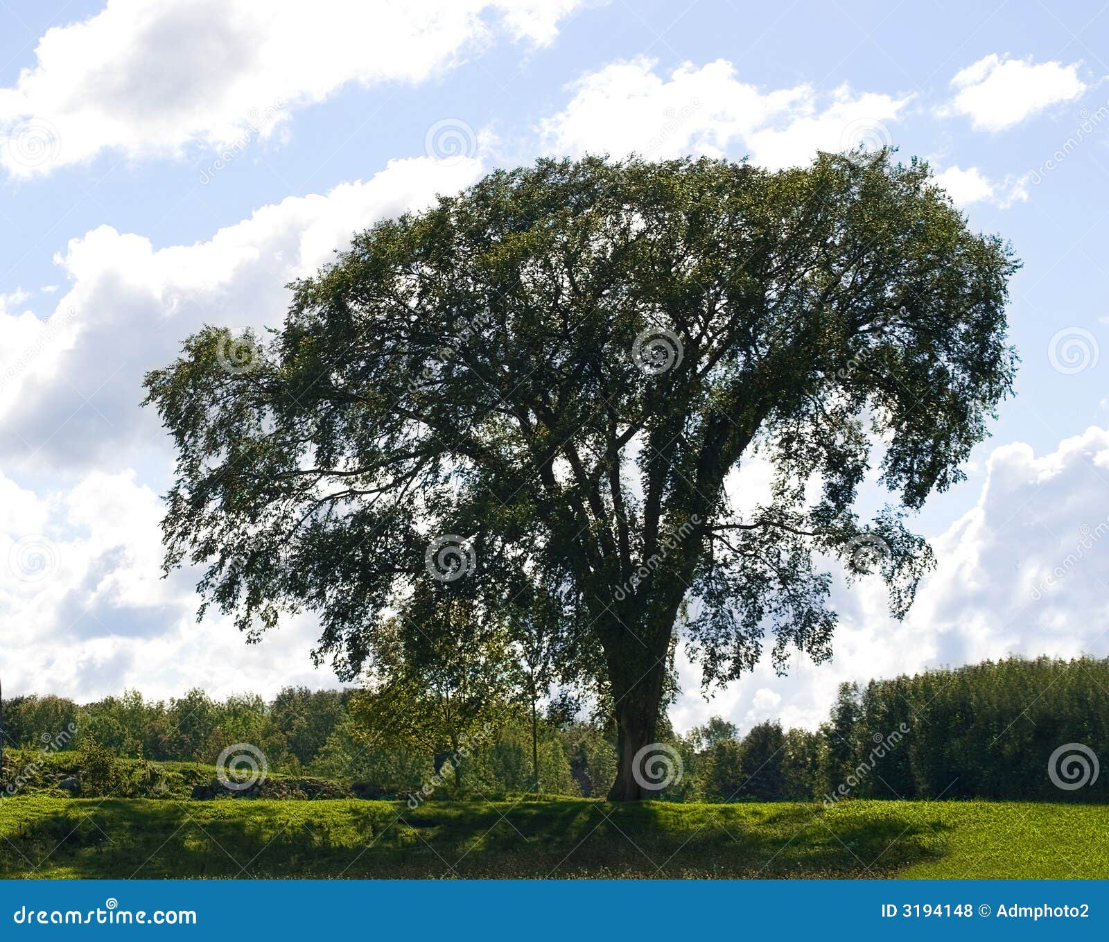 Ancient elm tree stock photo. Image of trunk, tree, leaves - 3194148