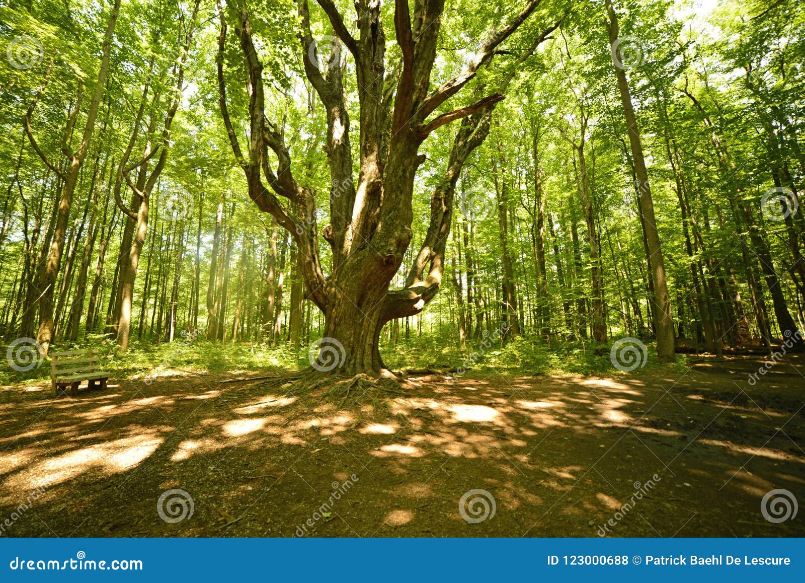 Massive Elm Deep in the Forest Stock Photo - Image of forest, green ...