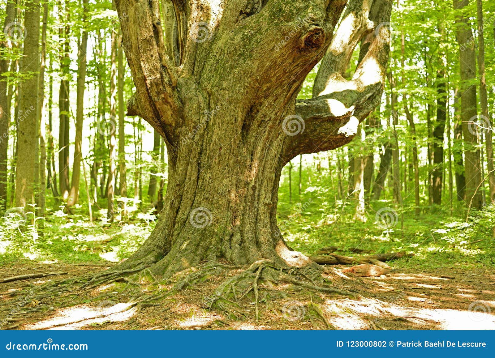 Massive Elm Deep in the Forest Stock Photo - Image of hiking, america ...