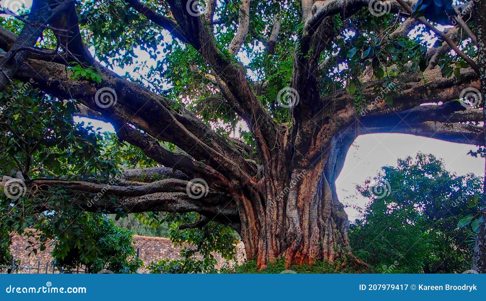 Gondor Tree Stock Photos - Free & Royalty-Free Stock Photos from Dreamstime