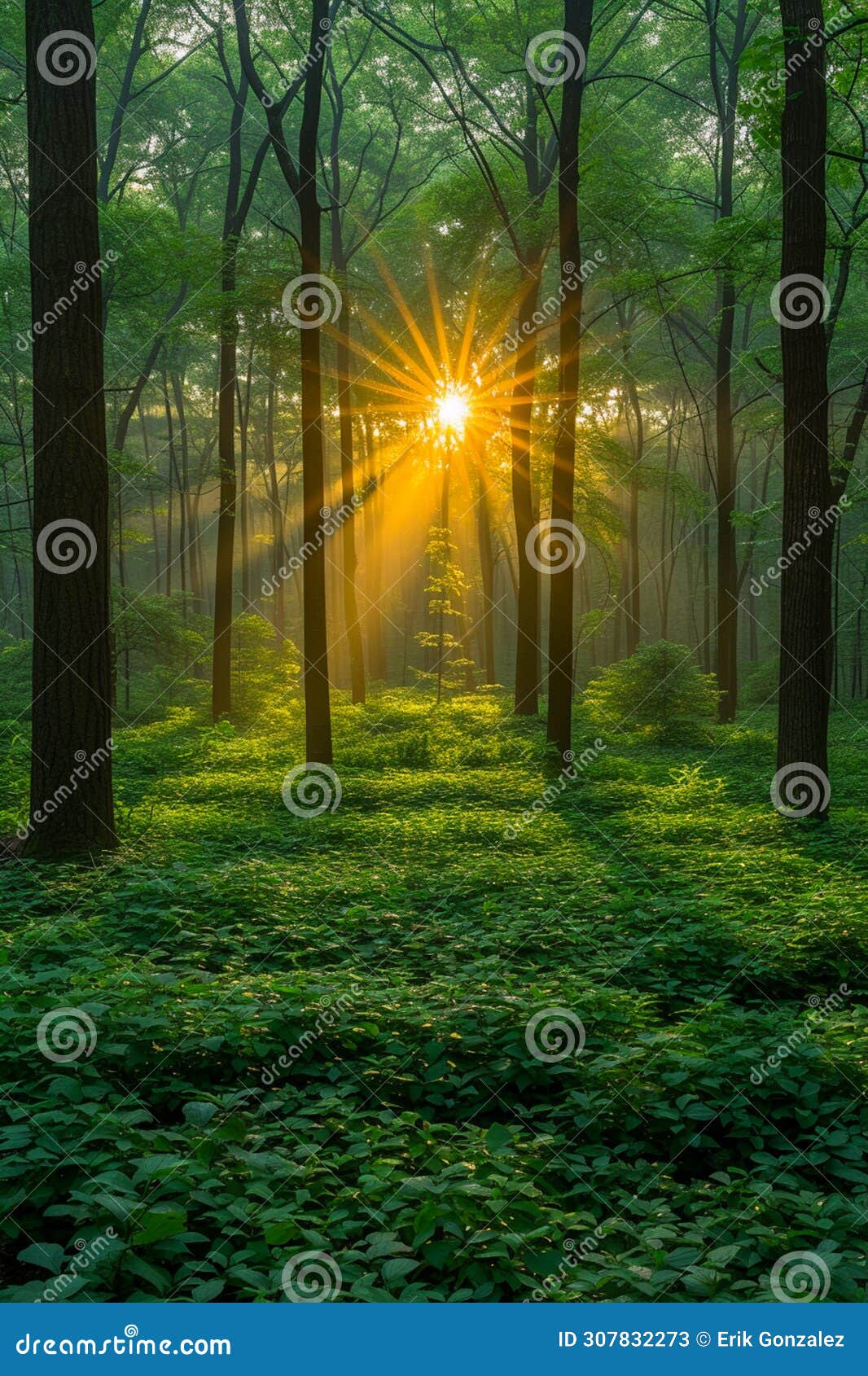 Ancient Forest at Dawn: Spring S Stock Illustration - Illustration of ...