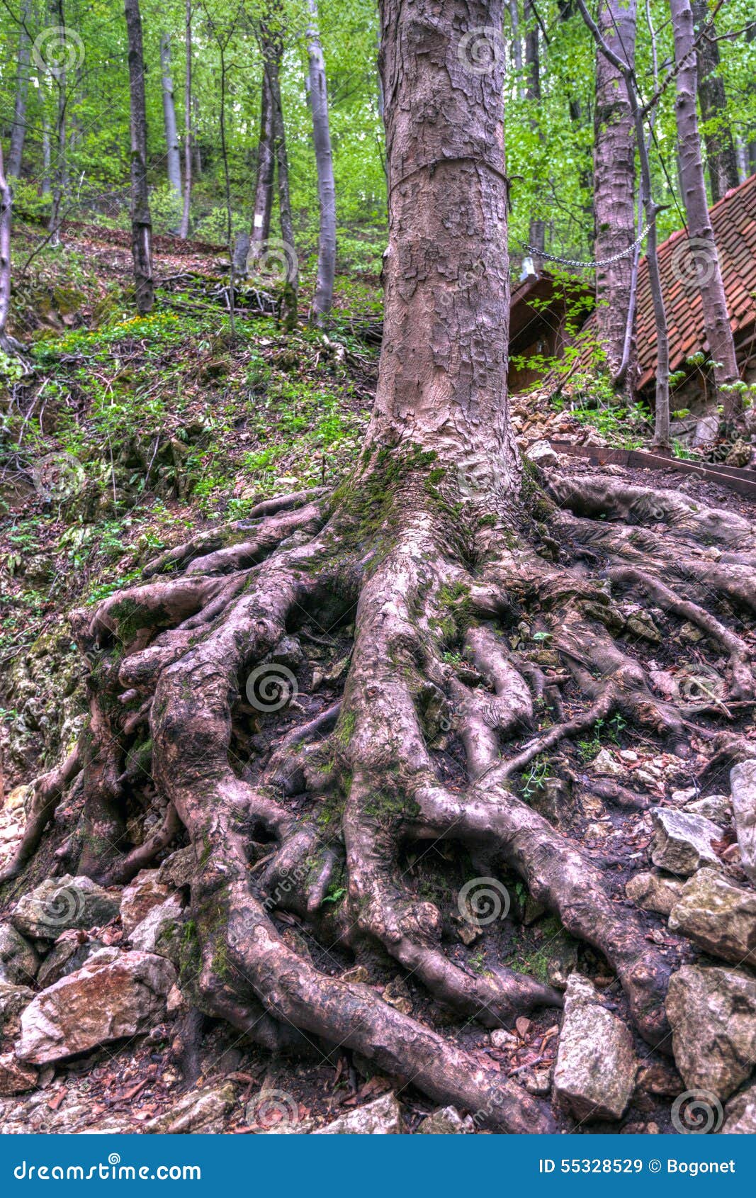 Ancient forest stock image. Image of path, trees, ancient - 55328529