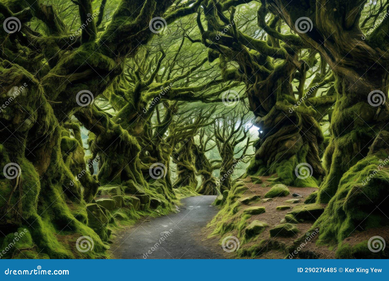 Ancient Forest with Twisted and Gnarled Trees Stock Illustration ...