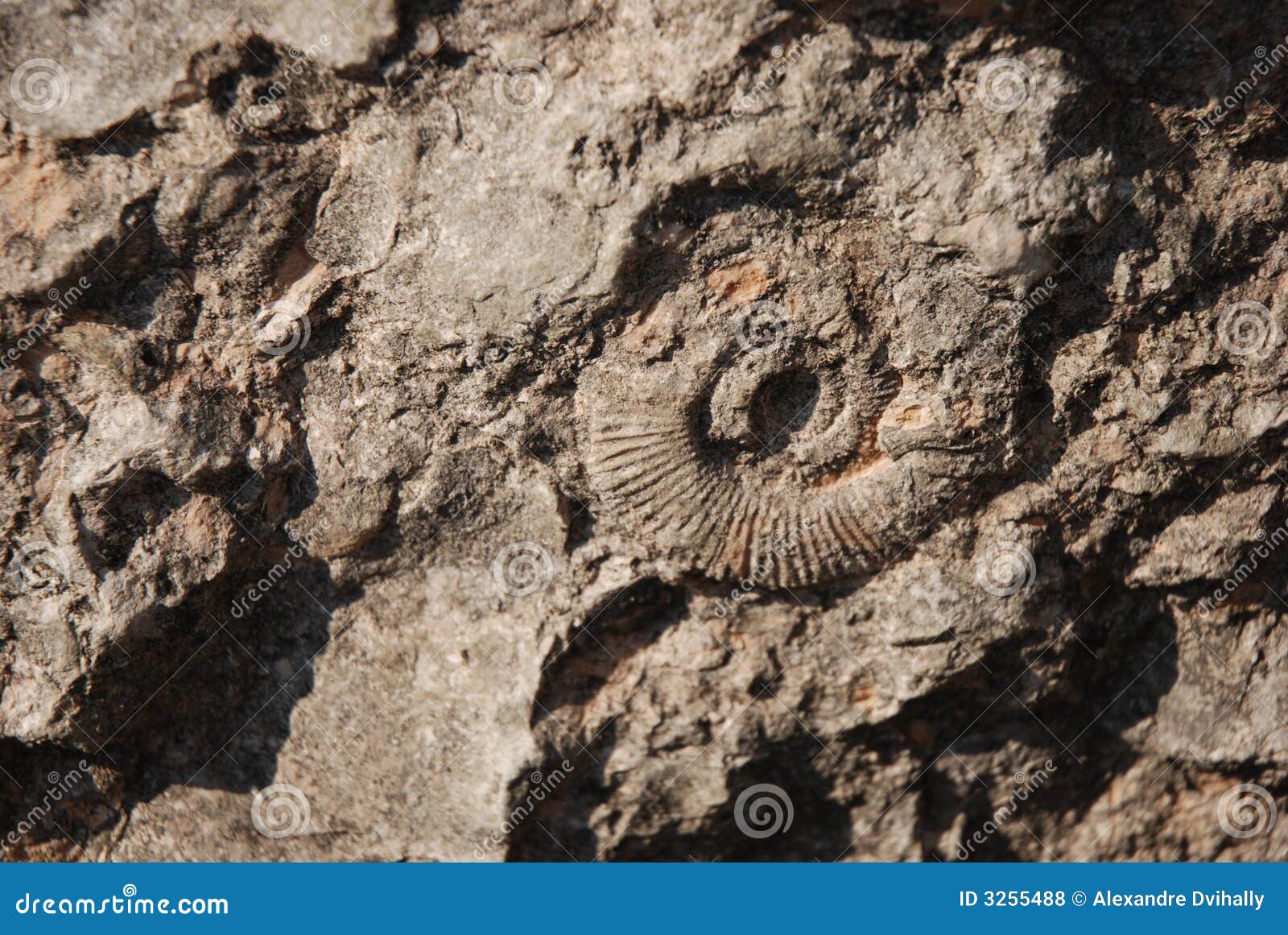 Ancient fossil stock photo. Image of sand, sediment, fossil - 3255488