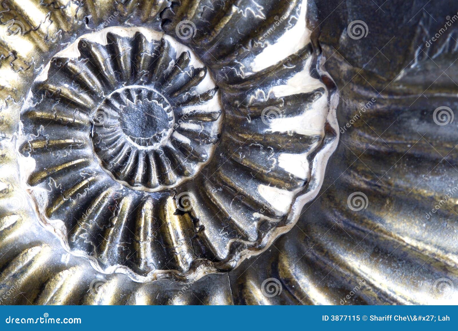 Ancient Fossil stock image. Image of water, jurassic, eocene - 3877115