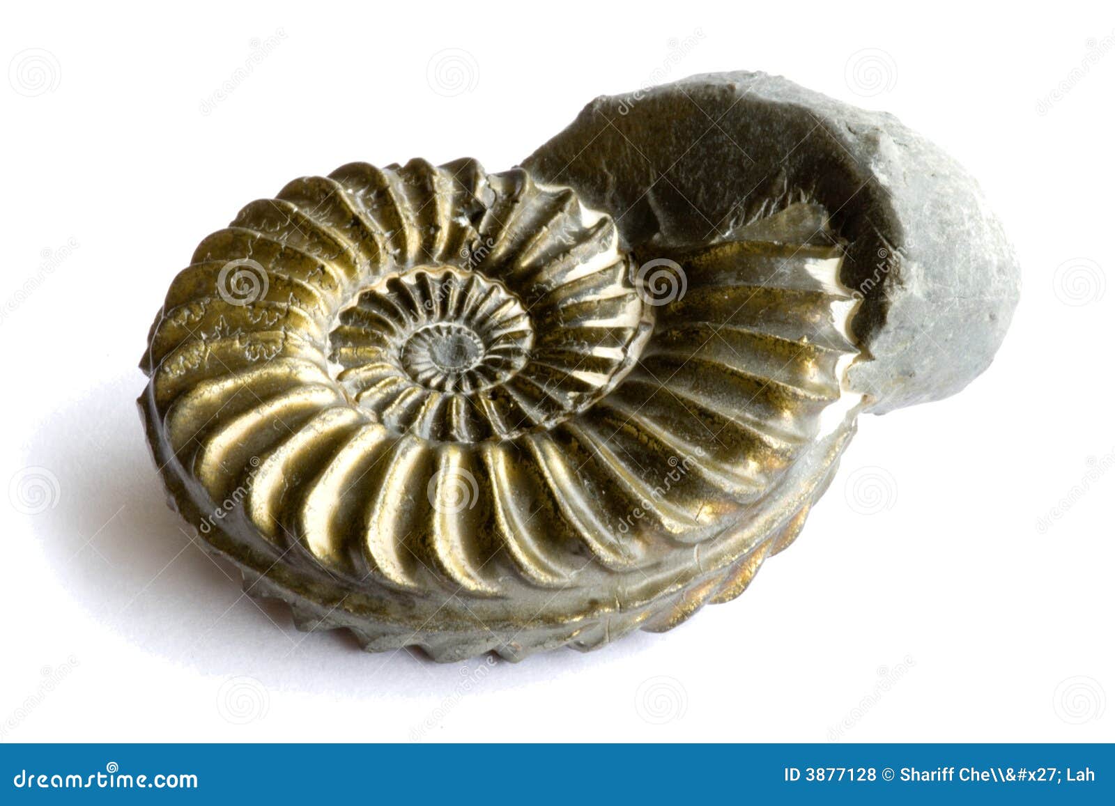 Ancient Fossil Imprint. Reptile Skeleton On Surface Ground Stone ...